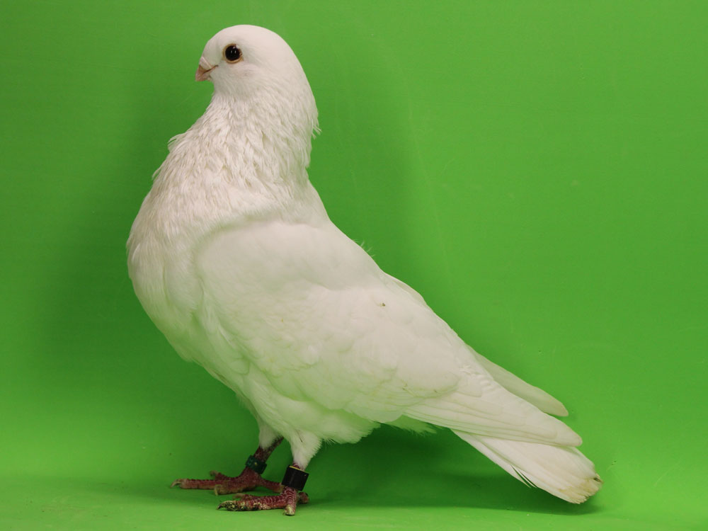 Palomas - Francoli