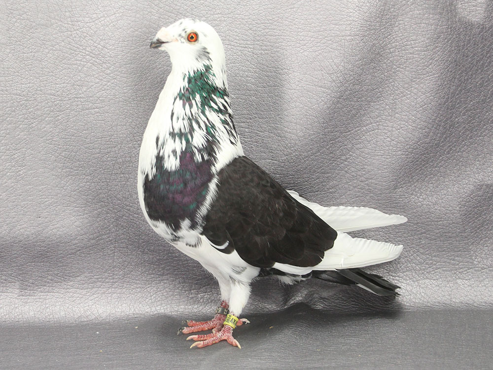 Buchón Valenciano - Francoli
